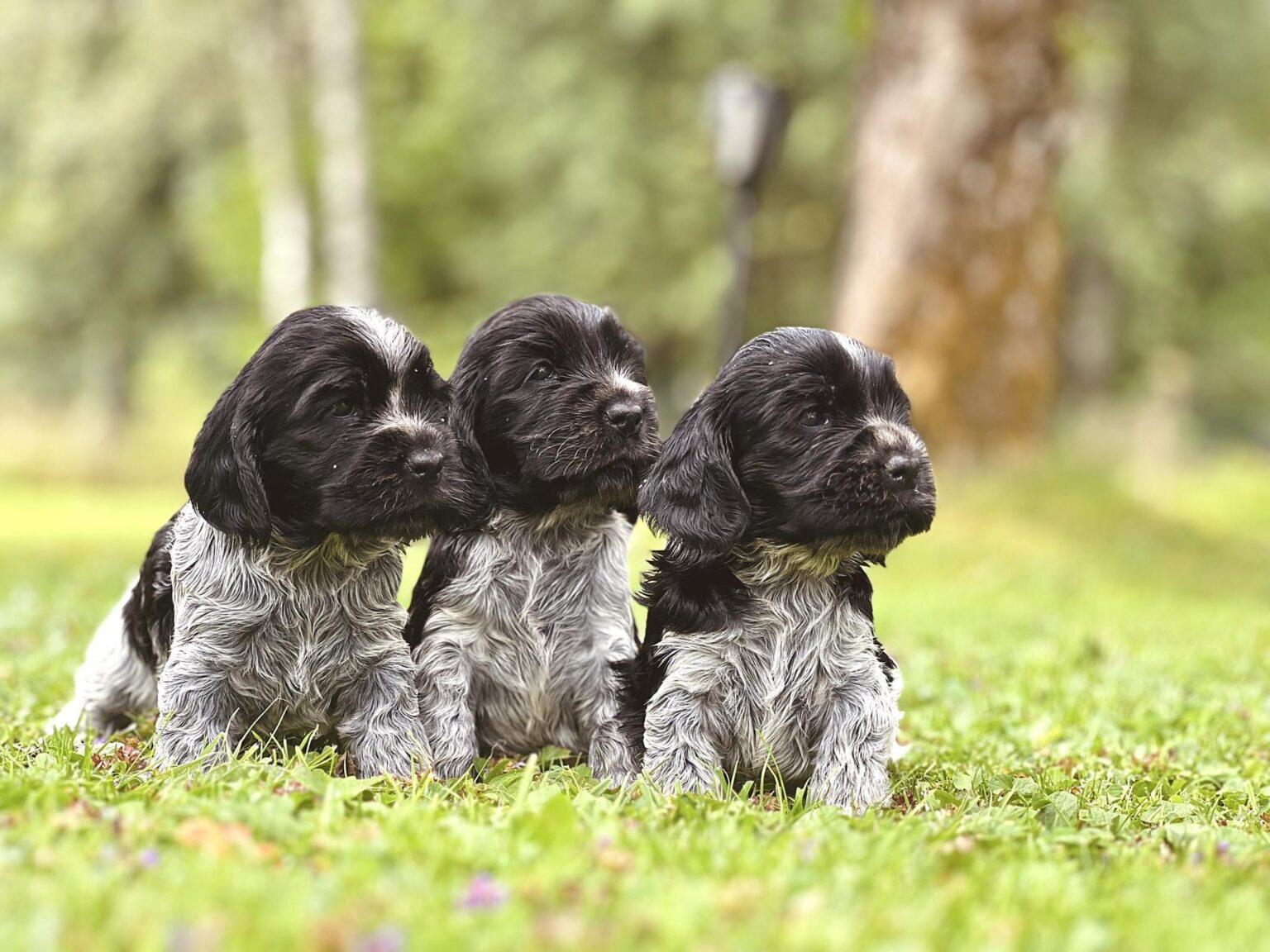 Formidling av valper og voksne hunder - Norsk Spaniel Klub