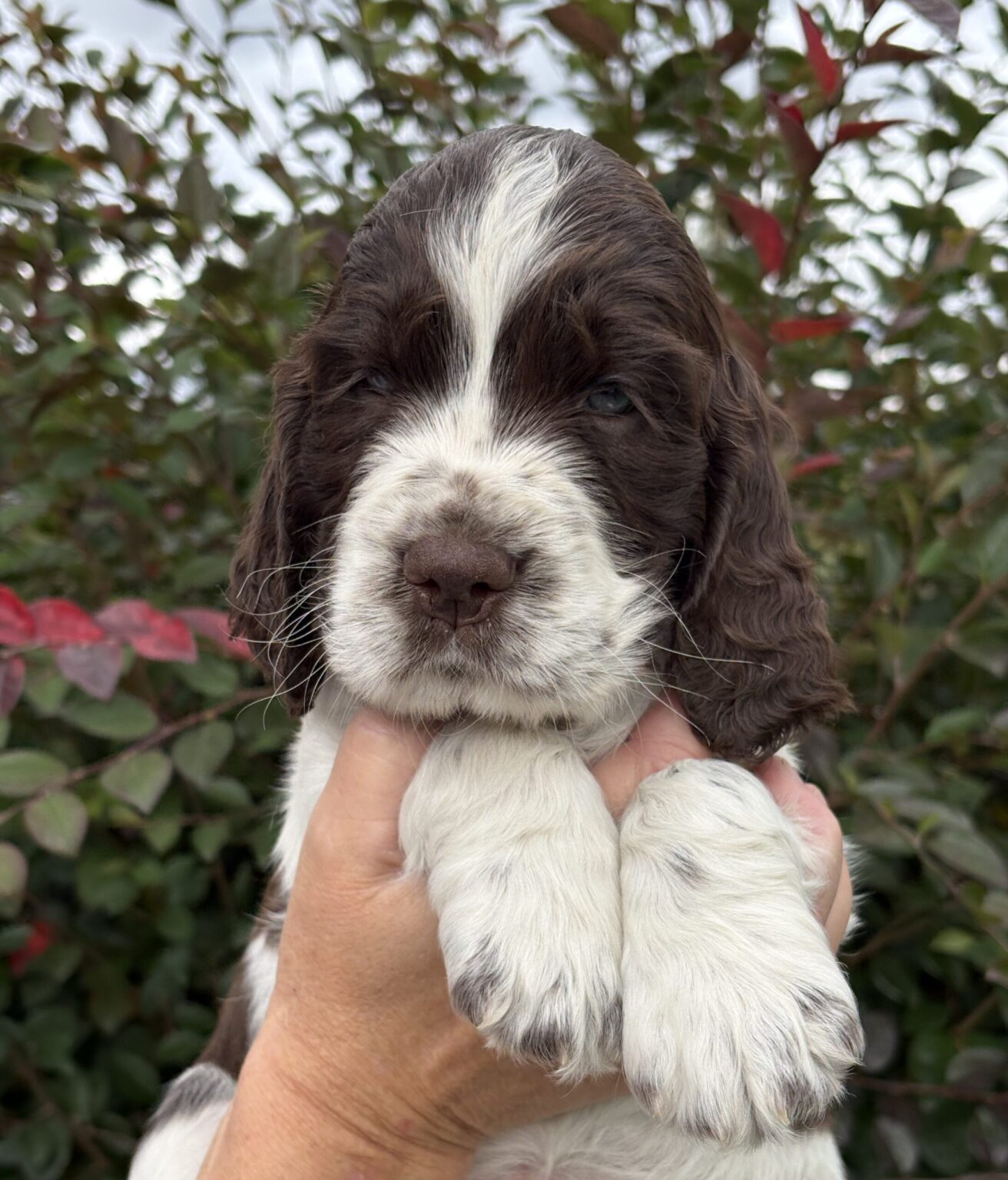 Formidling av valper og voksne hunder - Norsk Spaniel Klub